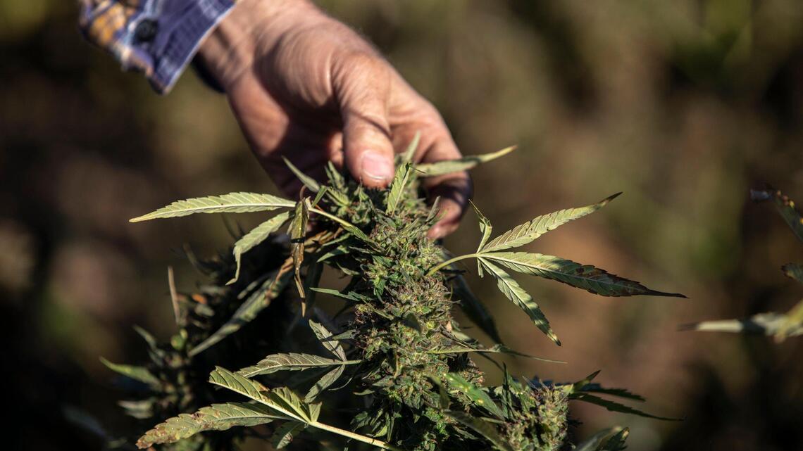 What is legal in Texas when it comes to marijuana? | Fort Worth Star ...