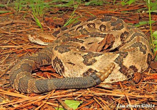Here’s how to identify Kentucky’s 4 types of venomous snakes ...