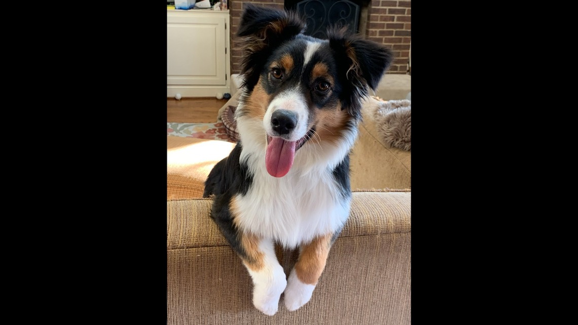Who is KY’s cutest dog? Vote now in the championship round | Lexington ...