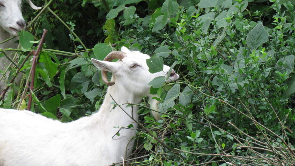Goat herd to eat invasive species in Lexington, Kentucky | Lexington ...