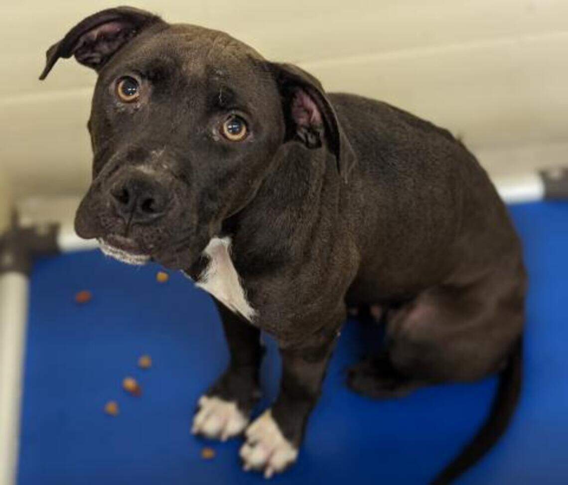 See pictures of adoptable dogs from Lexington Humane Society ...