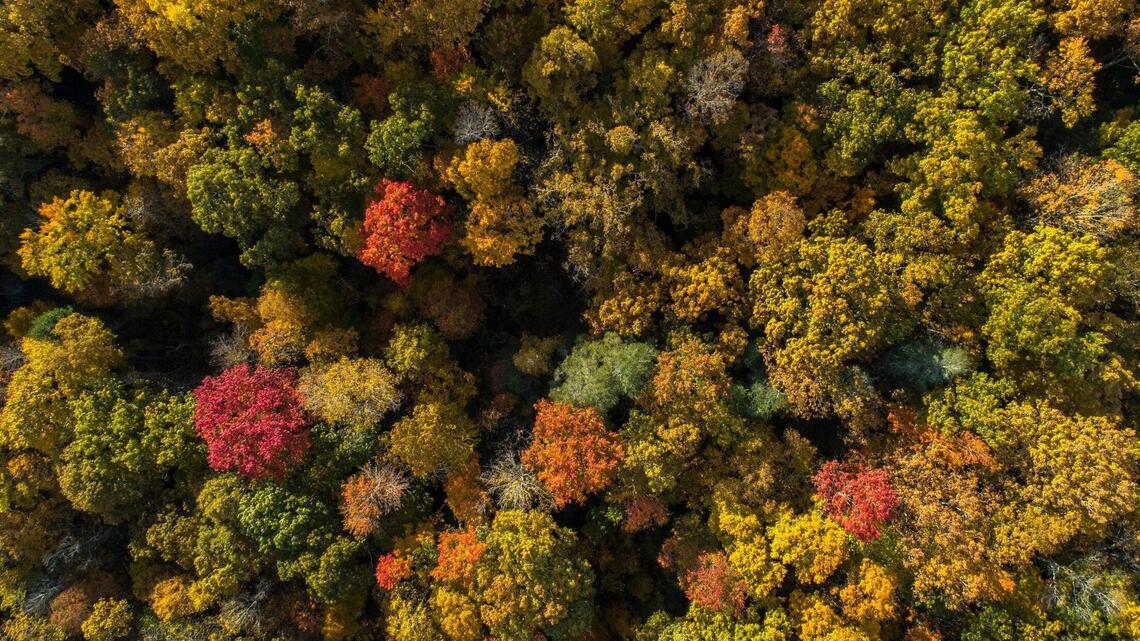 Where to see, find fall leaves, autumn colors in Kentucky | Lexington ...