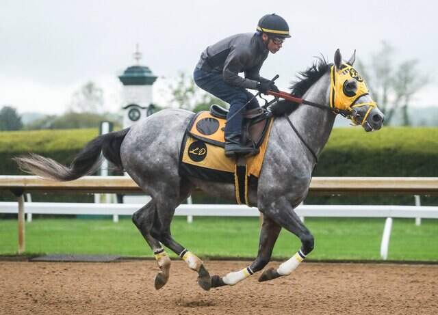 Grays, Japanese-breds, Jayson Werth horse in Kentucky Derby | Lexington ...