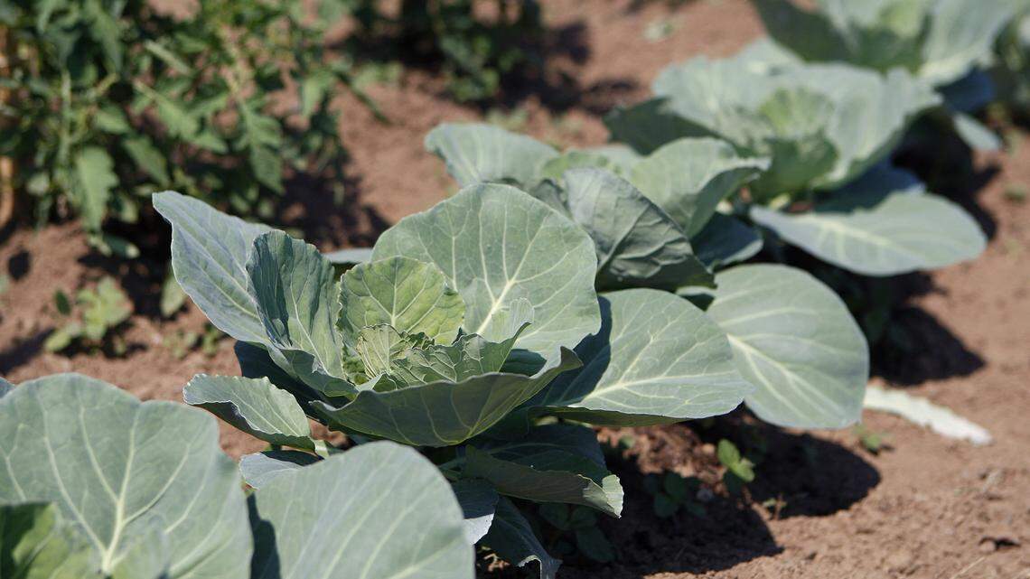 Grow a vegetable garden with tips from UK’s extension office ...