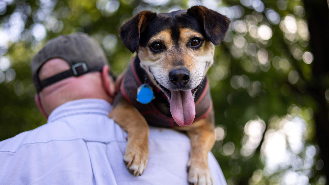 What are Lexington’s top dog names, breeds? See the data | Lexington ...