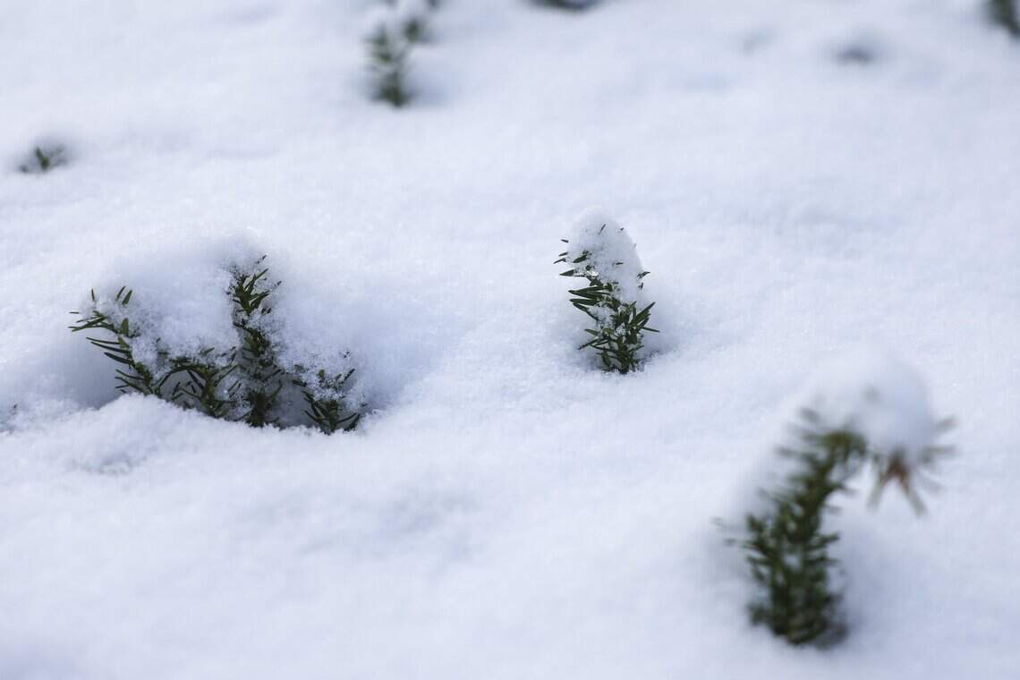Lexington, other parts of KY inch toward record December snow ...