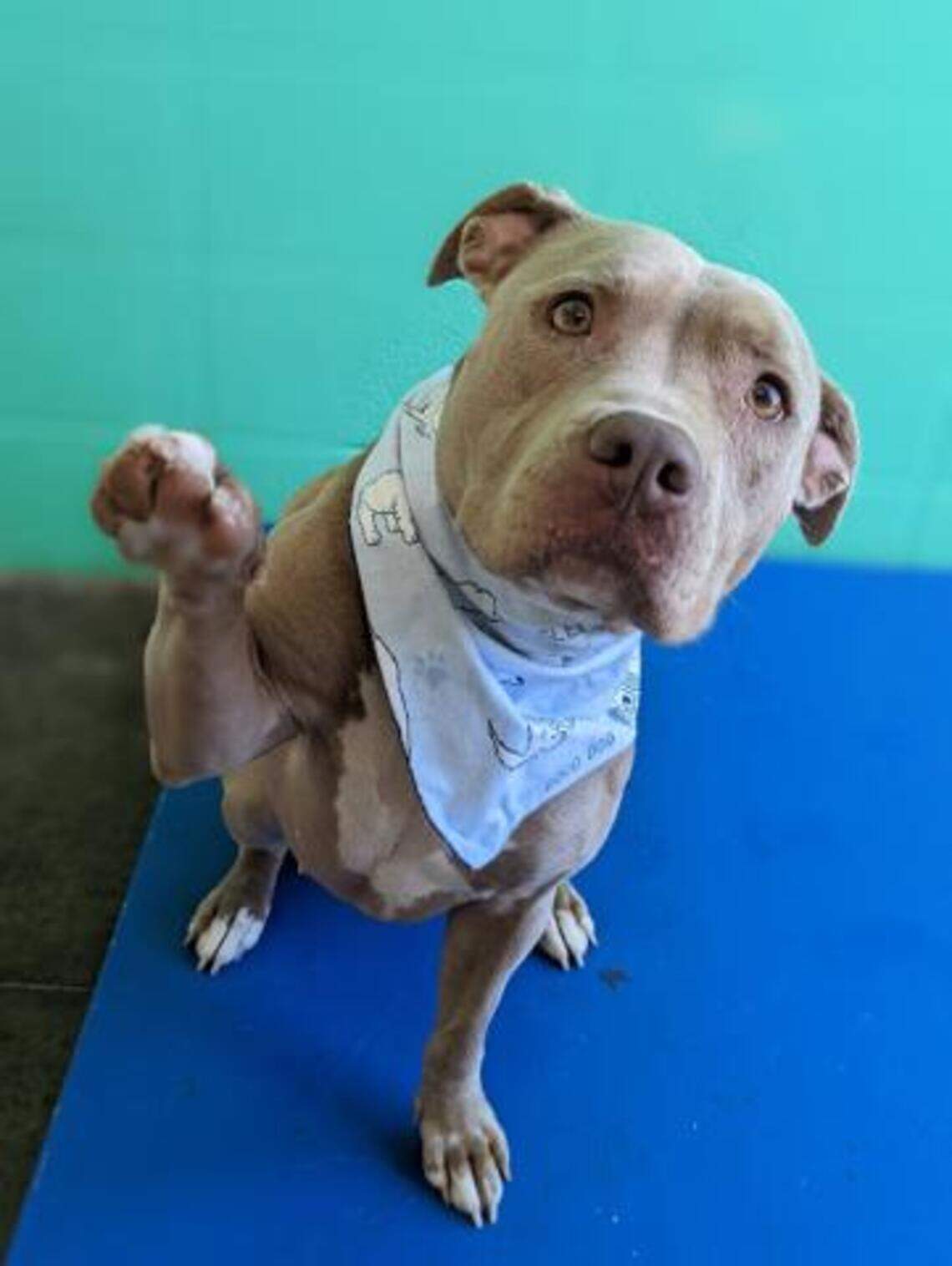 See pictures of adoptable dogs from Lexington Humane Society ...