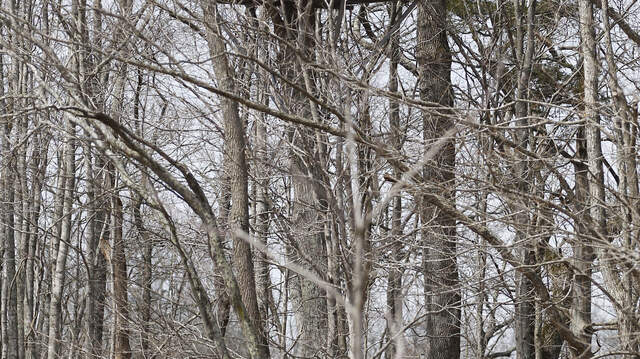 Reject appeal on Boone Creek zipline; owner blatantly violated zoning ...