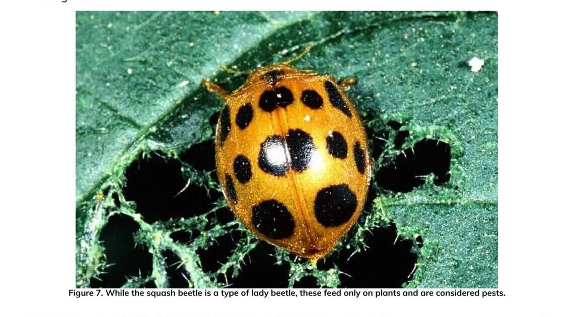 Here’s how to get rid of ladybugs, beetles from your KY home ...