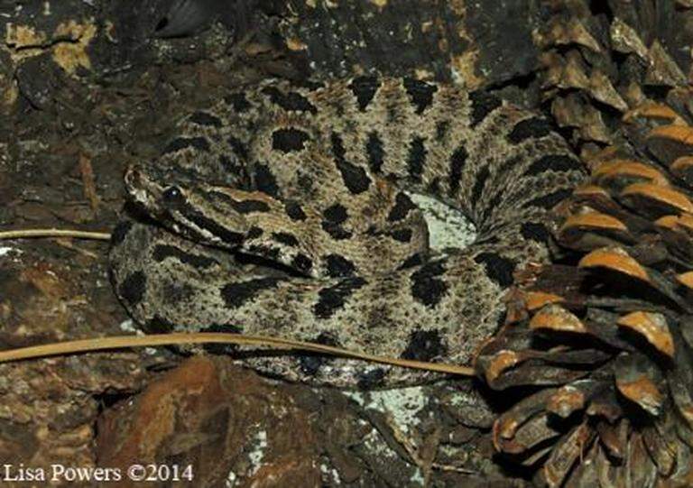 Here’s how to identify Kentucky’s 4 types of venomous snakes ...
