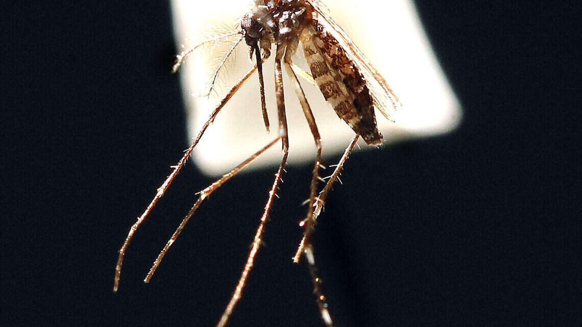 Will Kansas drought reduce mosquito populations this summer? | Wichita ...