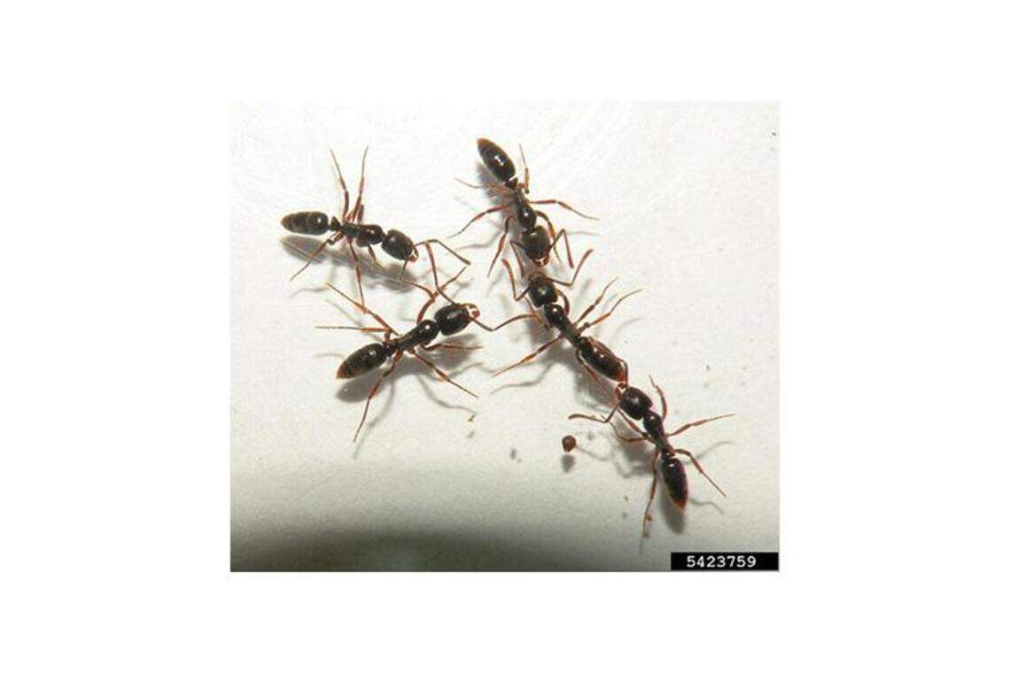 What to know about venomous Asian needle ants in Texas | Fort Worth ...