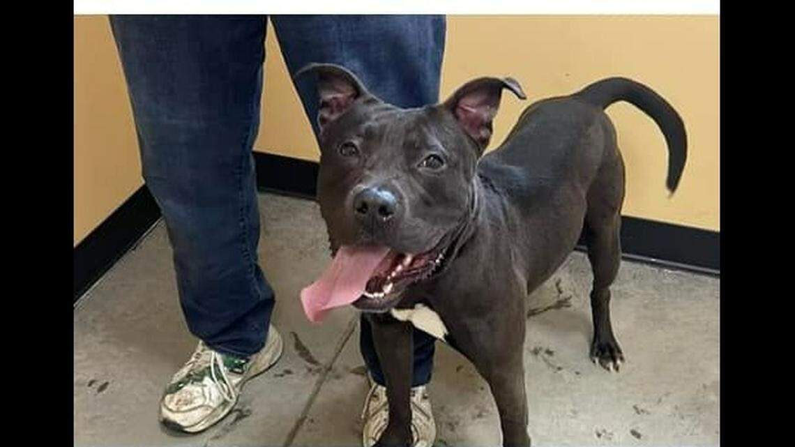 KY dog returned to owner after abandonment at animal shelter ...
