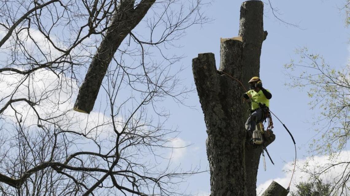 Diseased hackberry tree is cut down at Ashland | Lexington Herald Leader