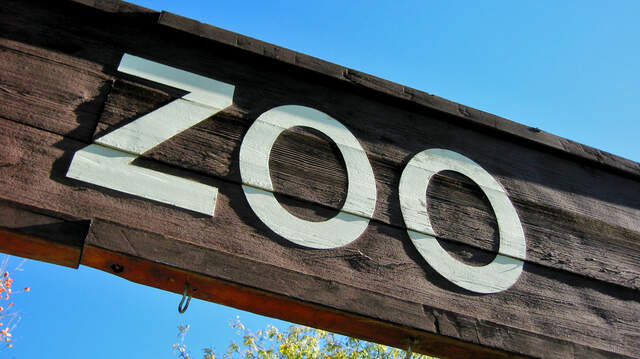 Rare Komodo dragons are born, hatch at ZooTampa: FL photos | Miami Herald